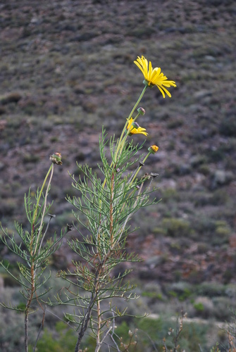 Euryops wageneri · iNaturalist