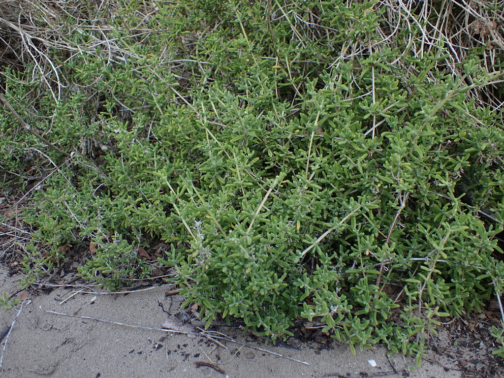 Rodondo Creeper from Pine Lodge, Port Elizabeth, EC on February 23 ...