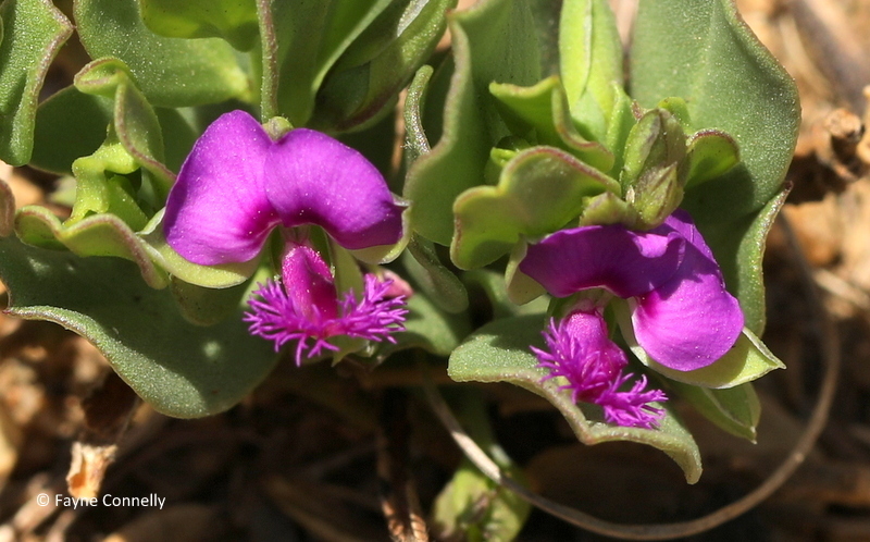 Dwarf Polygala (Polygala species of Mpumalanga and Limpopo) · iNaturalist