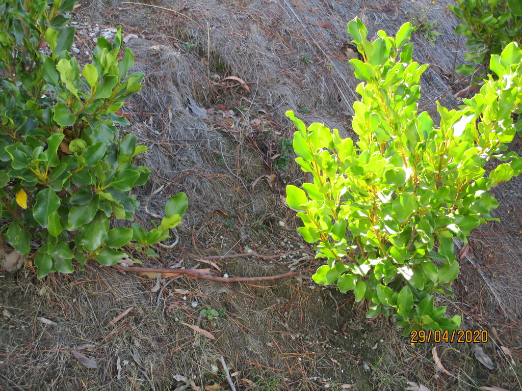 New Zealand Broadleaf from Frankton, Queenstown, New Zealand on April ...
