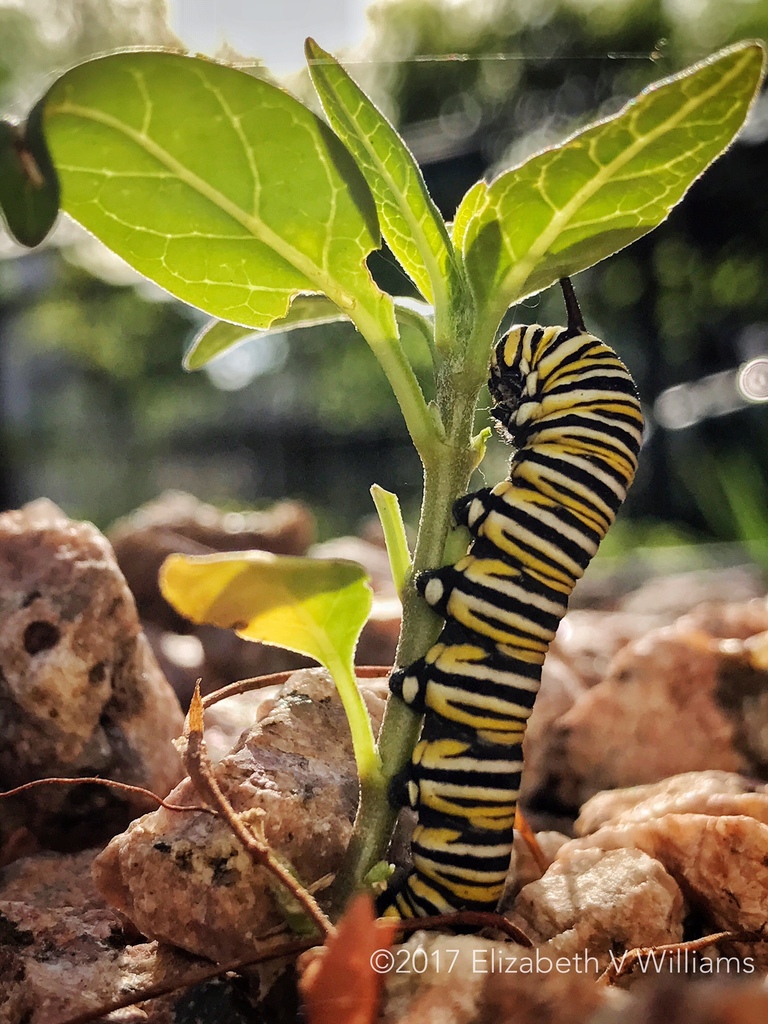 Monarch from Hyde Park, Austin, TX, USA on April 06, 2017 at 05:34 PM ...