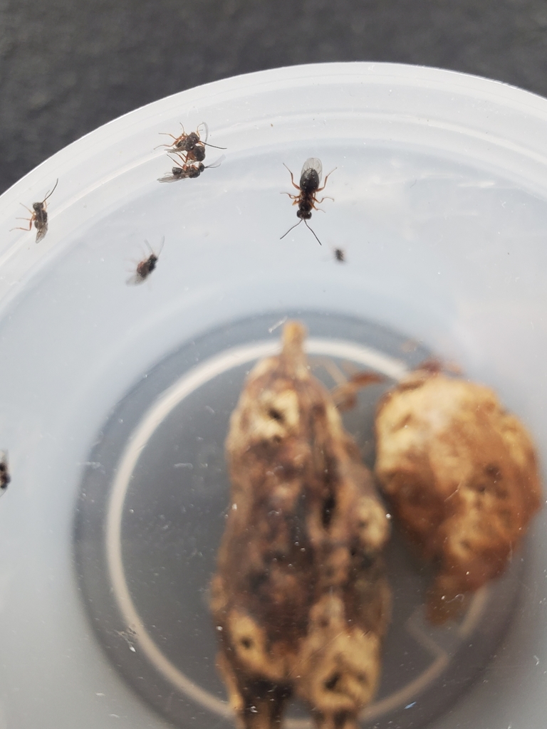 thimbleberry gallmaker from Crystal Bay Township, MN, USA on May 10 ...