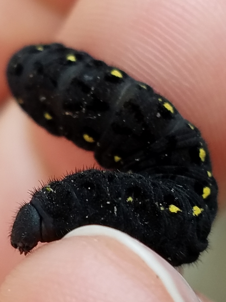 Claudianus Parnassian from Zigzag, OR 97049, USA on May 04, 2020 at 02: ...