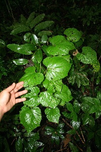 bejuco blanco (Bejucos y plantas trepadoras de Puerto Rico e Islas ...