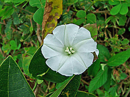 Genus Aniseia · iNaturalist