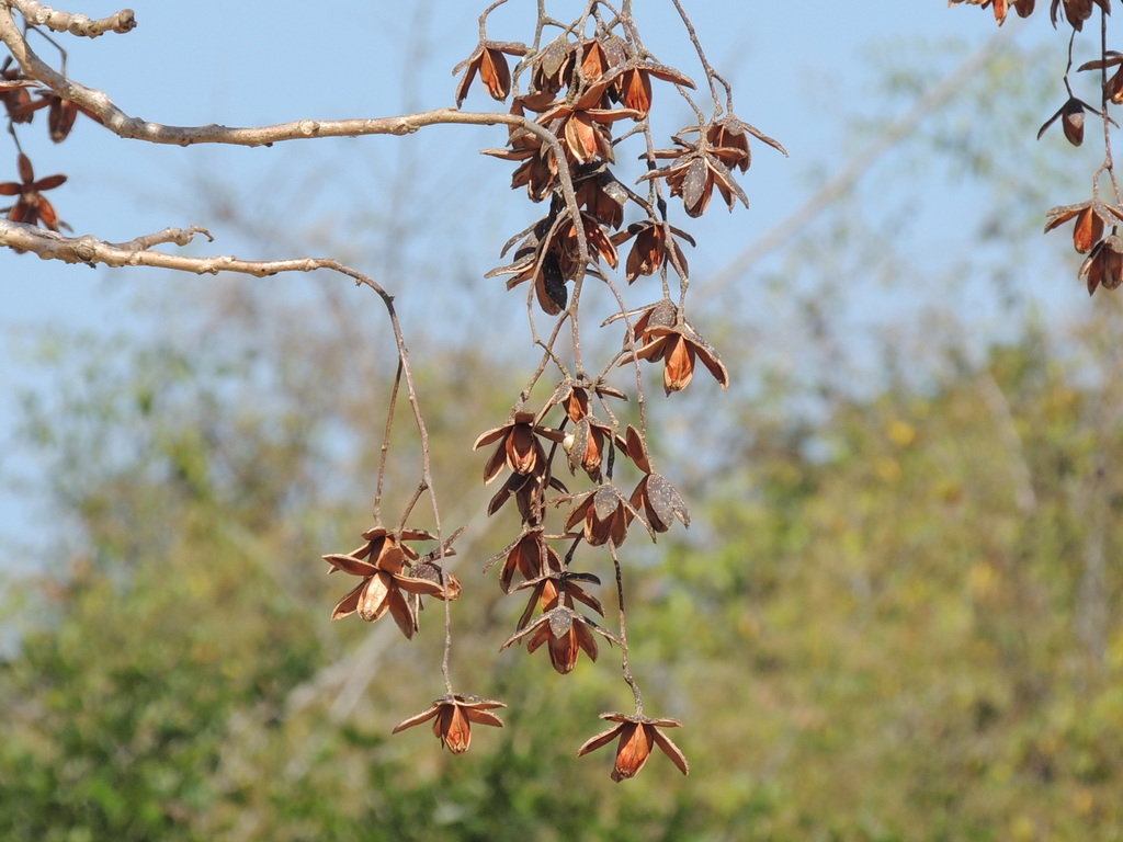 West Indies Cedrela in May 2020 by nachovallarta · iNaturalist