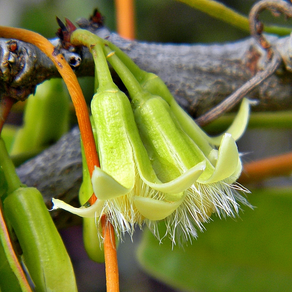 (Vines and Climbing plants of Puerto Rico and the Virgin Islands ...