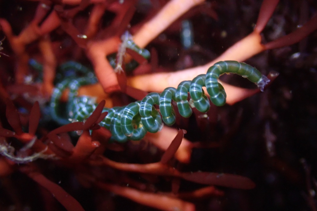green algae (Chlorophyta) - Botanical Realm
