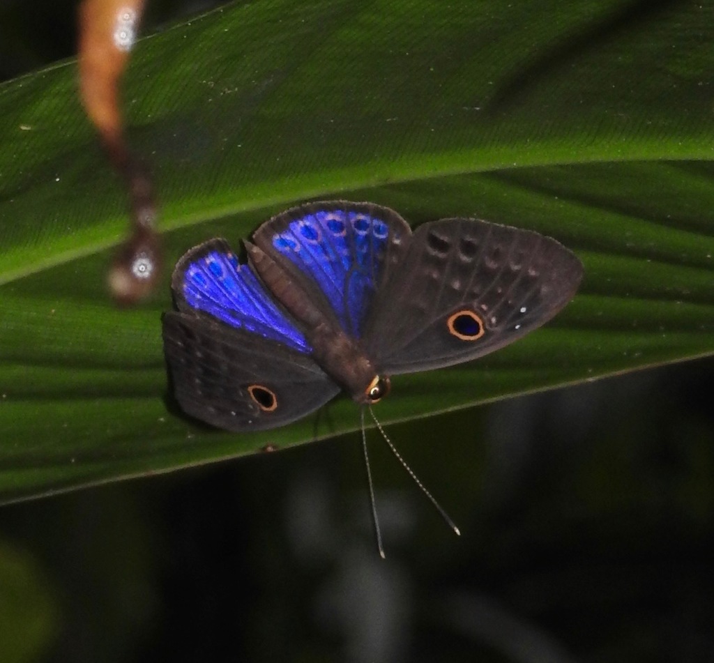 Druce's Underleaf Butterfly from Atta Rainforest Lodge, Guyana on ...
