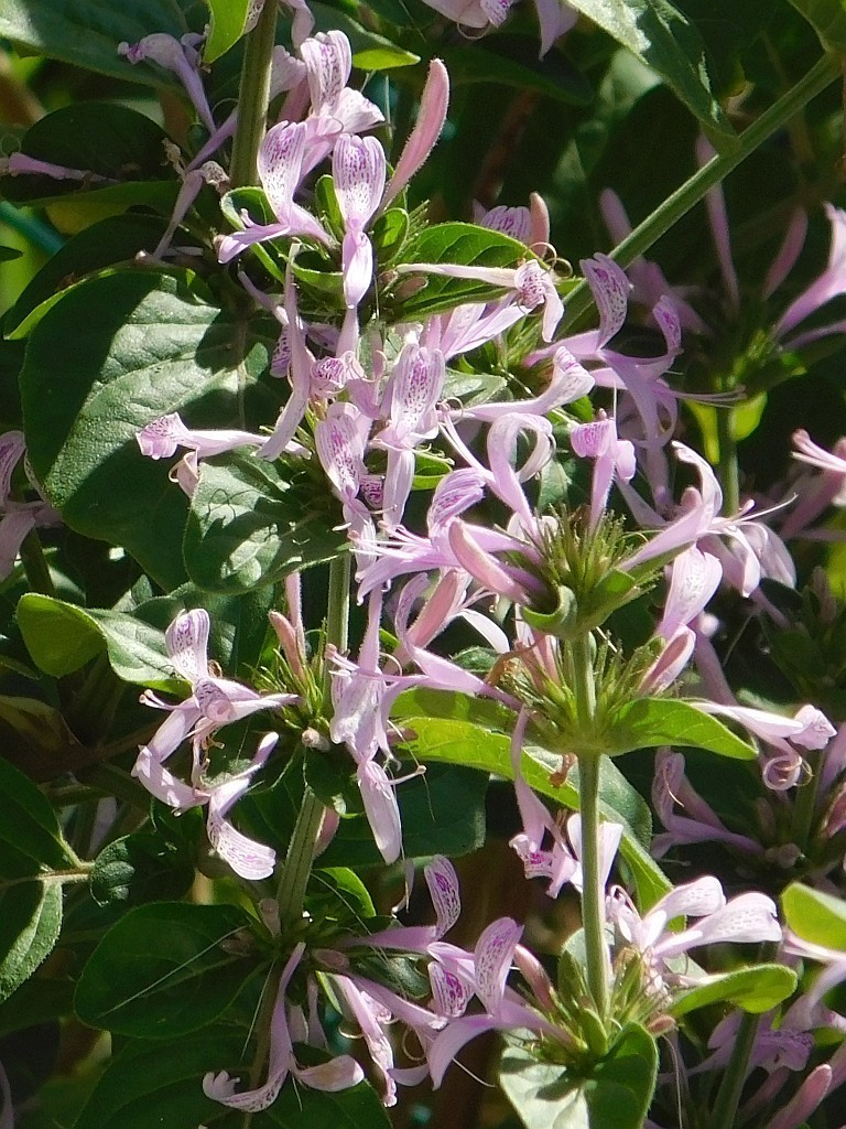 ribbon plant from Greyton, 7233, South Africa on May 8, 2020 at 10:47 ...