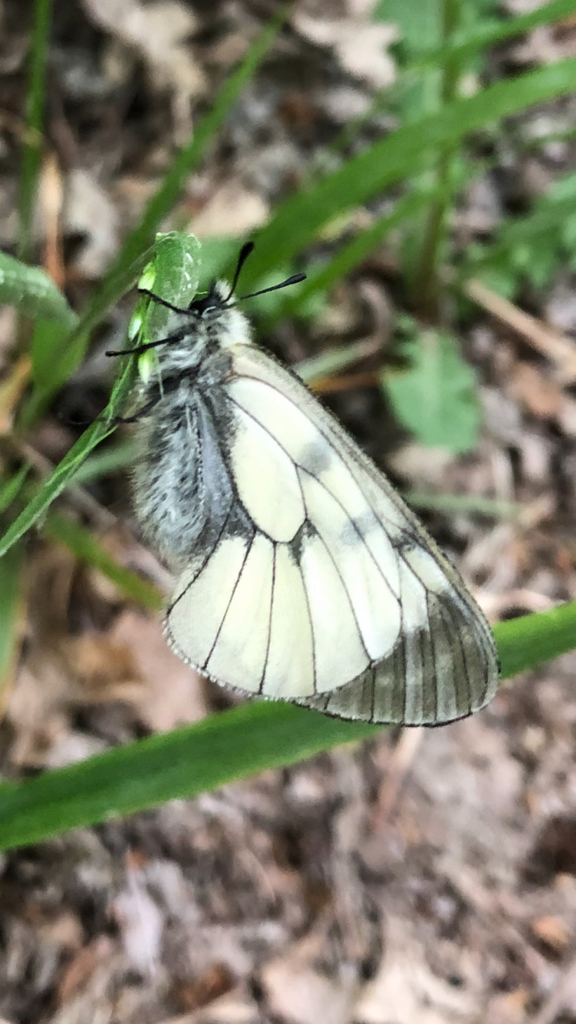 Clouded Apollo from Budaörs on May 10, 2020 at 09:05 PM by ...