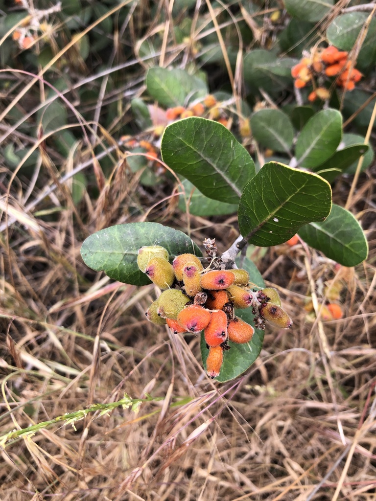lemonade berry from Via Coronel, Palos Verdes Estates, CA, US on May 10 ...