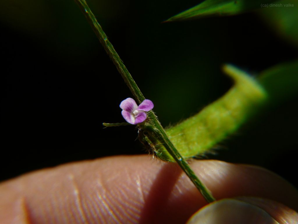 Teramnus labialis (Vines and Climbing plants of Puerto Rico and the ...