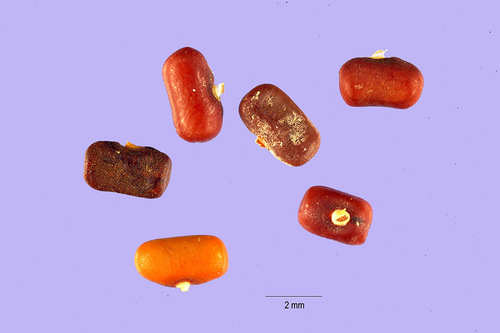 Teramnus labialis (Vines and Climbing plants of Puerto Rico and the ...