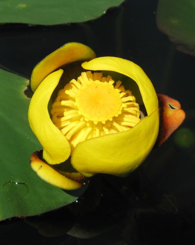 Nuphar variegatum · NaturaLista Colombia
