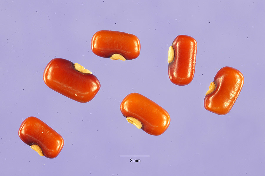 Teramnus uncinatus (Vines and Climbing plants of Puerto Rico and the ...