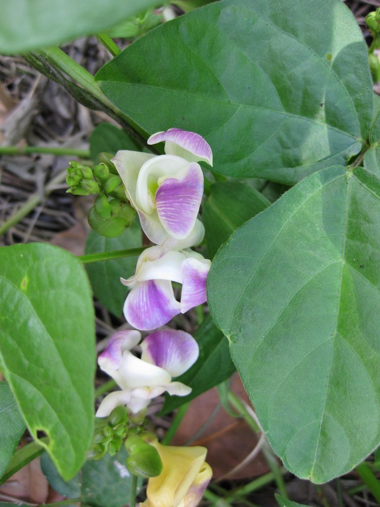 (Vines and Climbing plants of Puerto Rico and the Virgin Islands ...