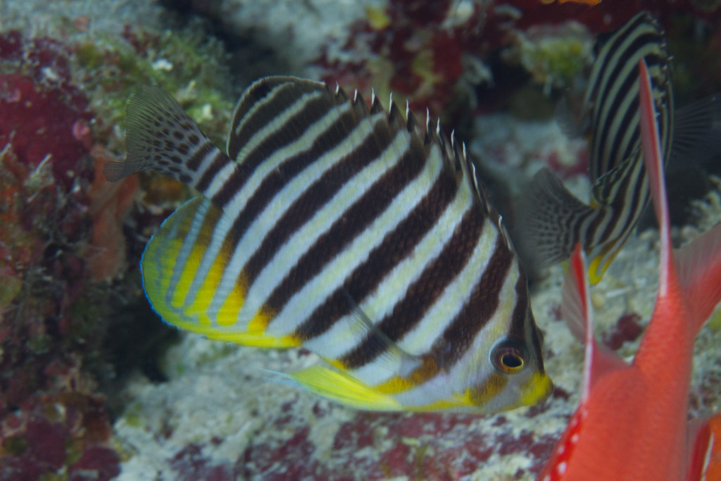 Barred Angelfish (Centropyge multifasciata) - Marine Life Identification