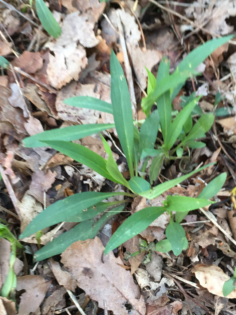 Japanese Stiltgrass (Invasive Plants of Maryland) · iNaturalist