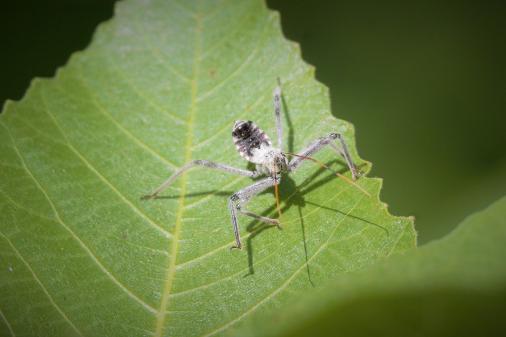 North American Wheel Bug in May 2020 by Shannon · iNaturalist