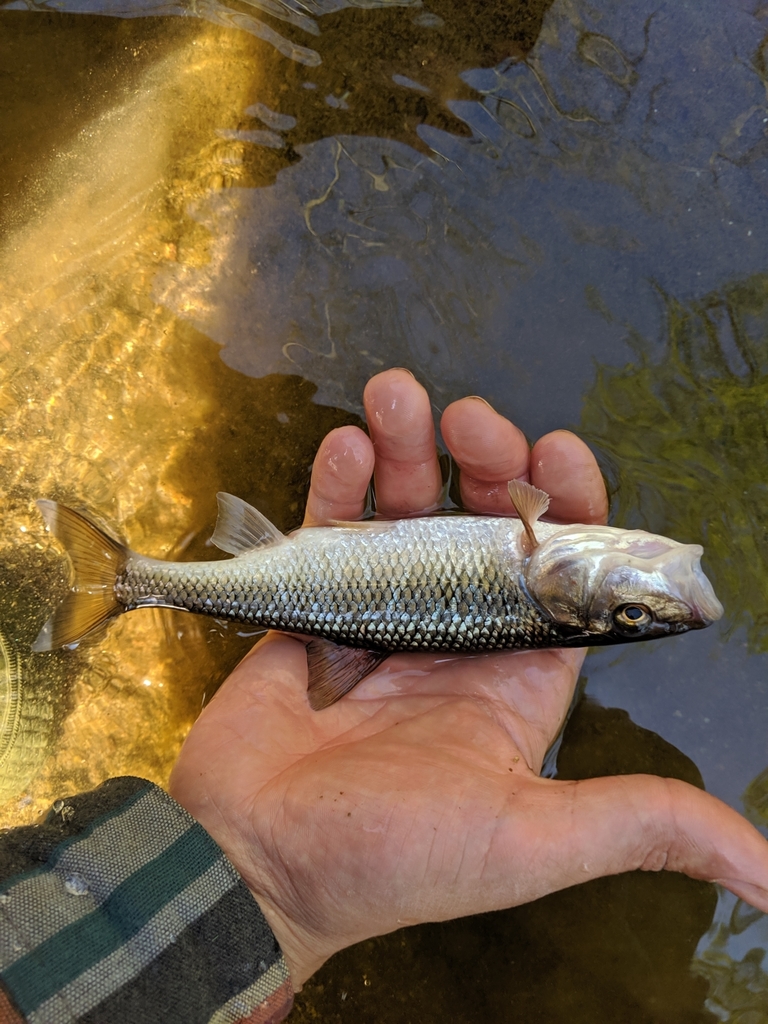 Fallfish from Franklin Township, PA, USA on May 10, 2020 at 05:10 PM by ...