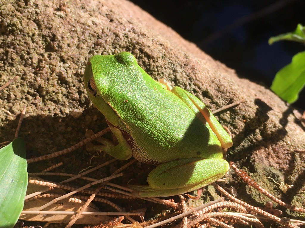 Australasian Tree Frogs from Karimbla Road, Miranda, NSW, AU on May 11 ...