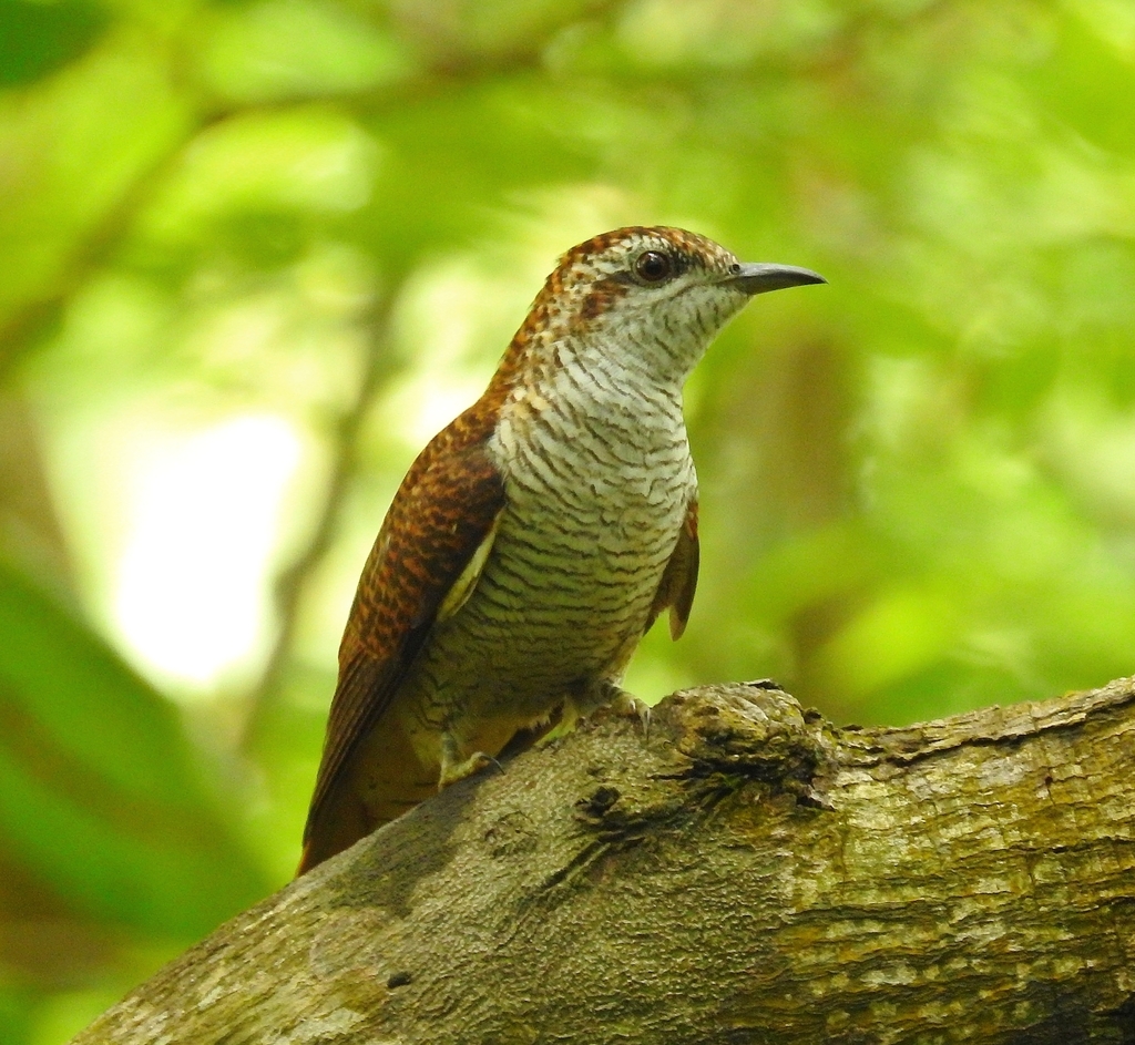 Banded Bay Cuckoo (Kanha National Park - Birds) · iNaturalist