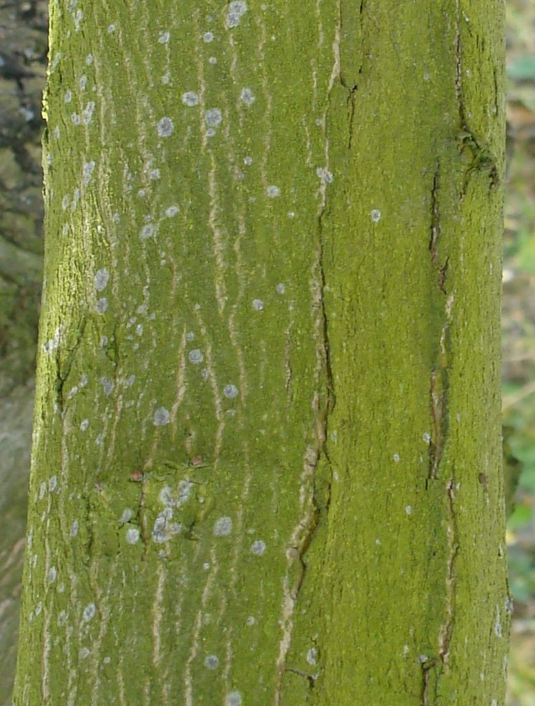 (Pleurococcus) - Botanical Realm