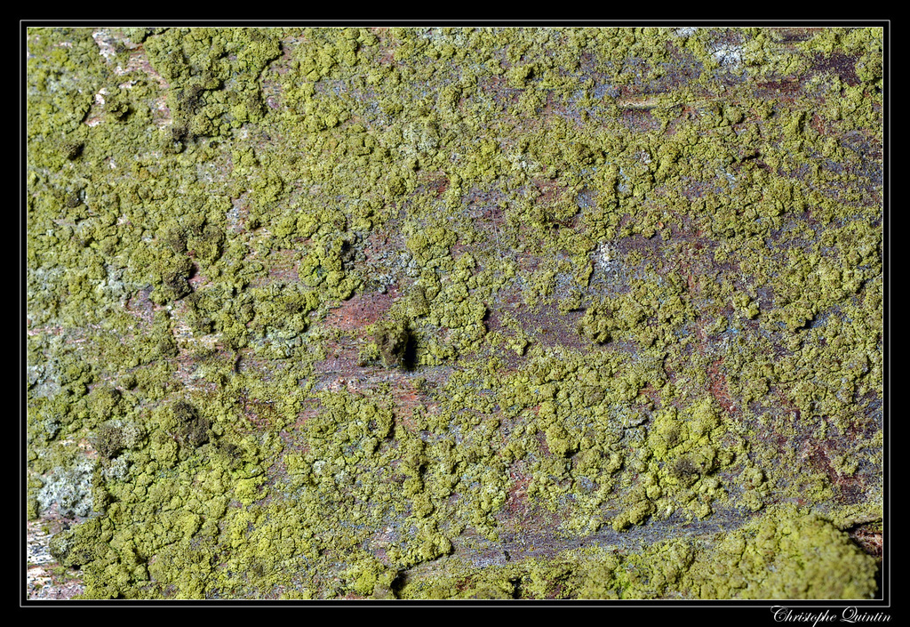 (Pleurococcus) - Botanical Realm