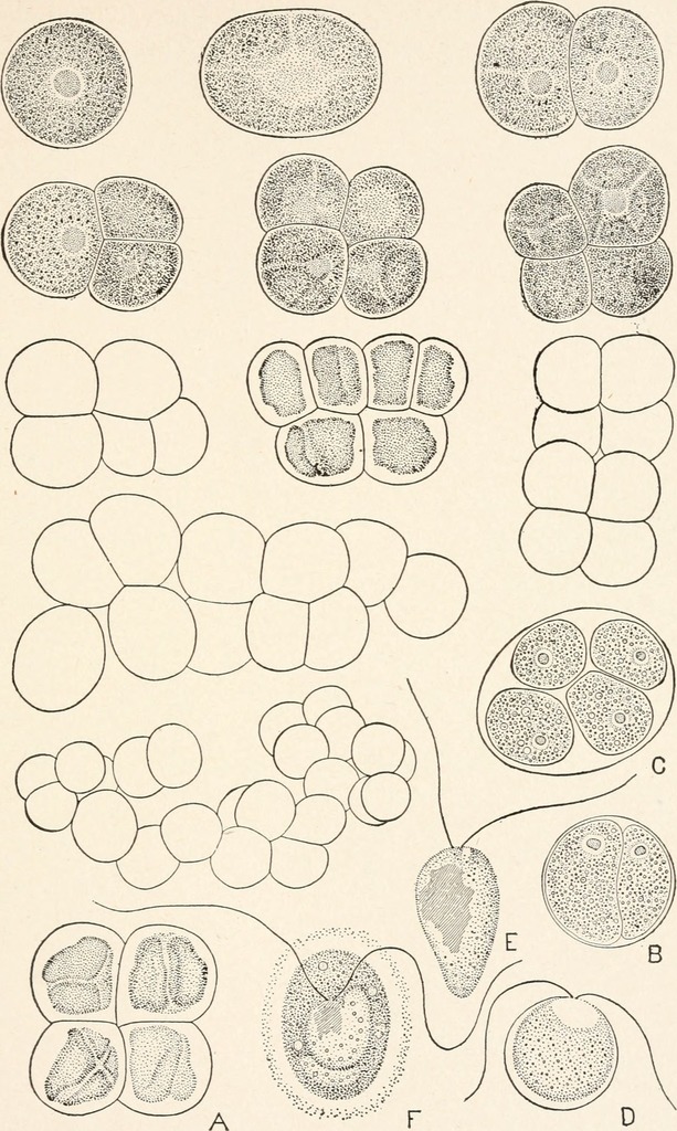 (Pleurococcus) - Botanical Realm