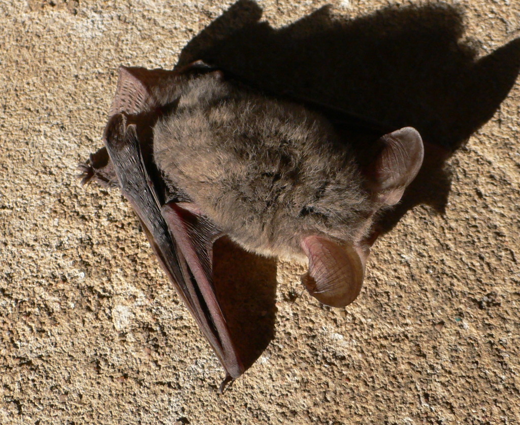 Australian Long-eared Bats (Nyctophilus) - Know Your Mammals