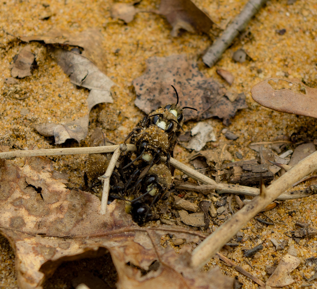 Blueberry Digger Bee from Richmond, New York, United States on April 17 ...