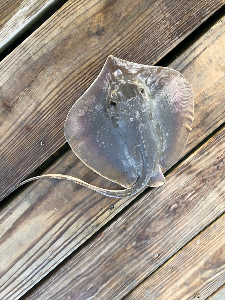 Atlantic Stingray from Atlantic Ocean, Hampstead, NC, US on May 10 ...