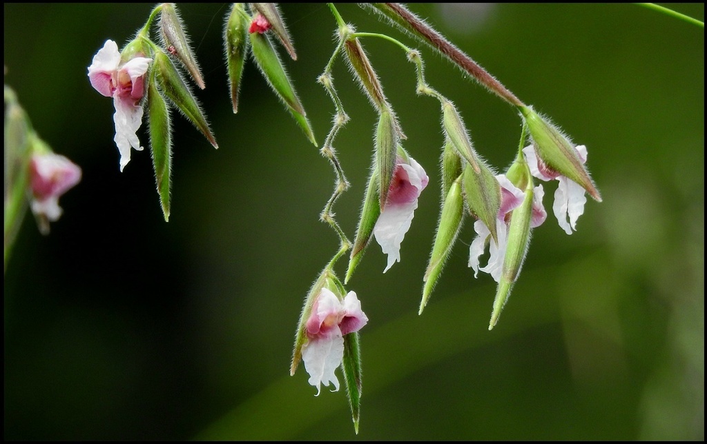 alligator flag (Thalia geniculata) - Botanical Realm