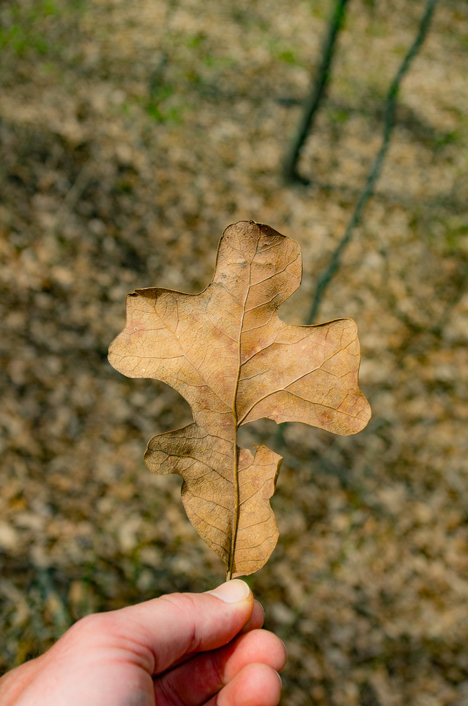 post oak from Richmond, New York, United States on April 17, 2017 at 02 ...
