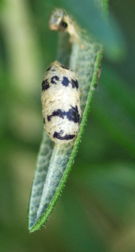 Charops from Lake Macquarie, NSW, Australia on May 11, 2020 at 10:21 AM ...