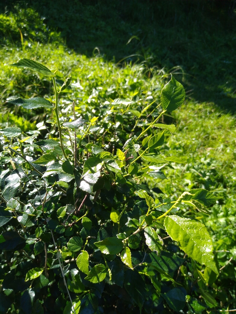 whalebone tree from Clarence Town NSW 2321, Australia on May 11, 2020 ...