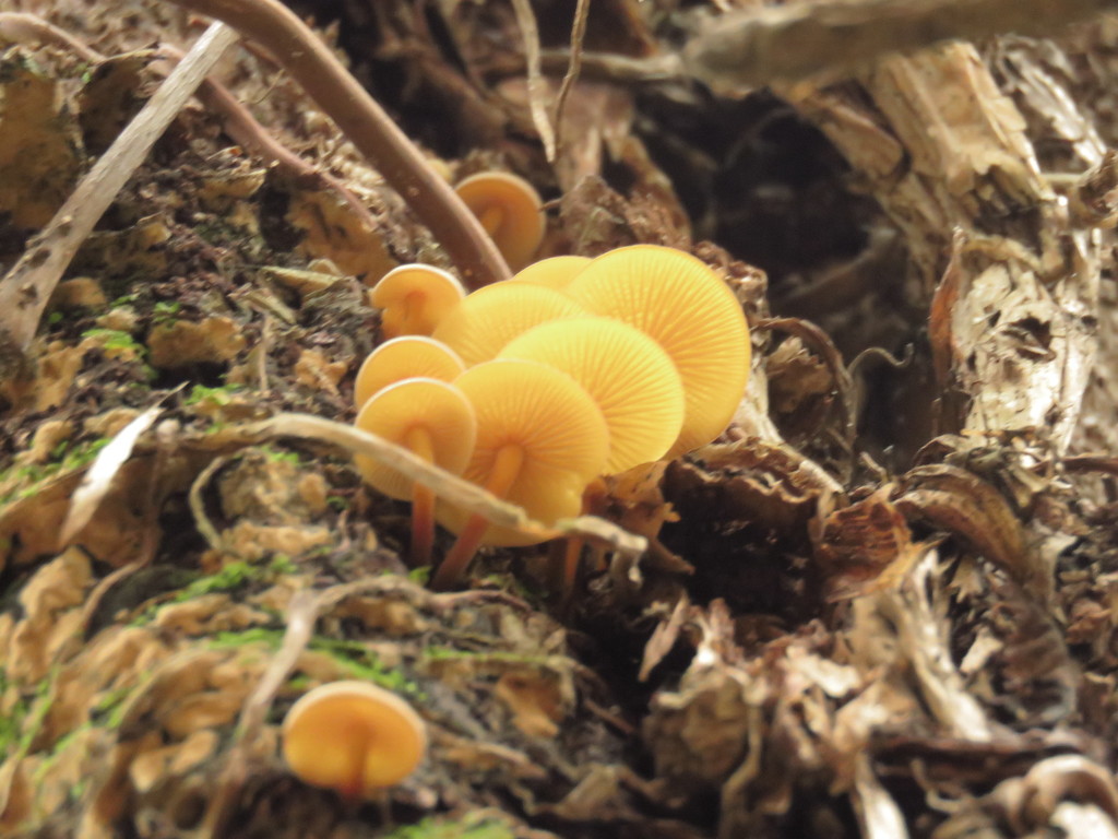 Heimiomyces tenuipes from Coatepec, Ver., México on May 10, 2020 at 03: ...