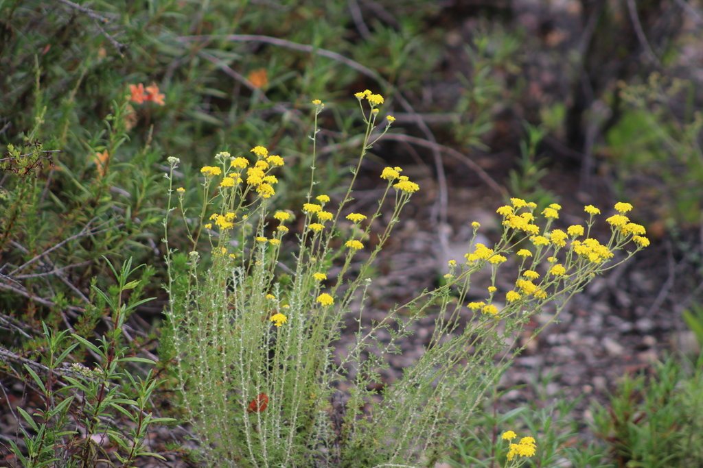 Golden Yarrow (Arastradero Preserve Late Summer ) · iNaturalist