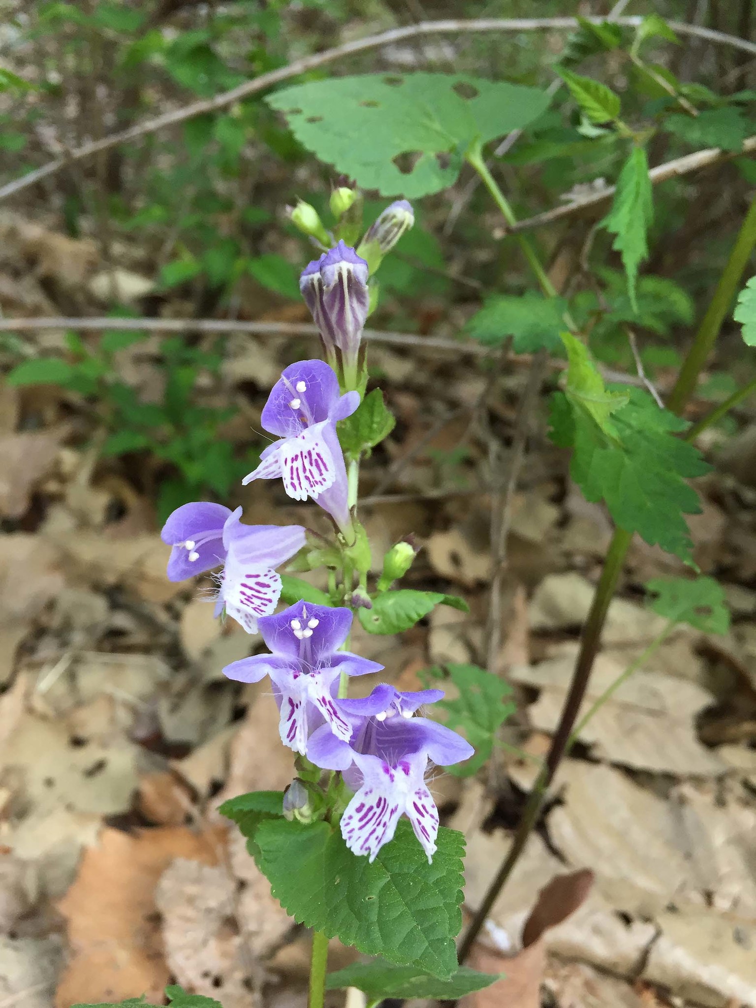 Meehania urticifolia (Miq.) Makino