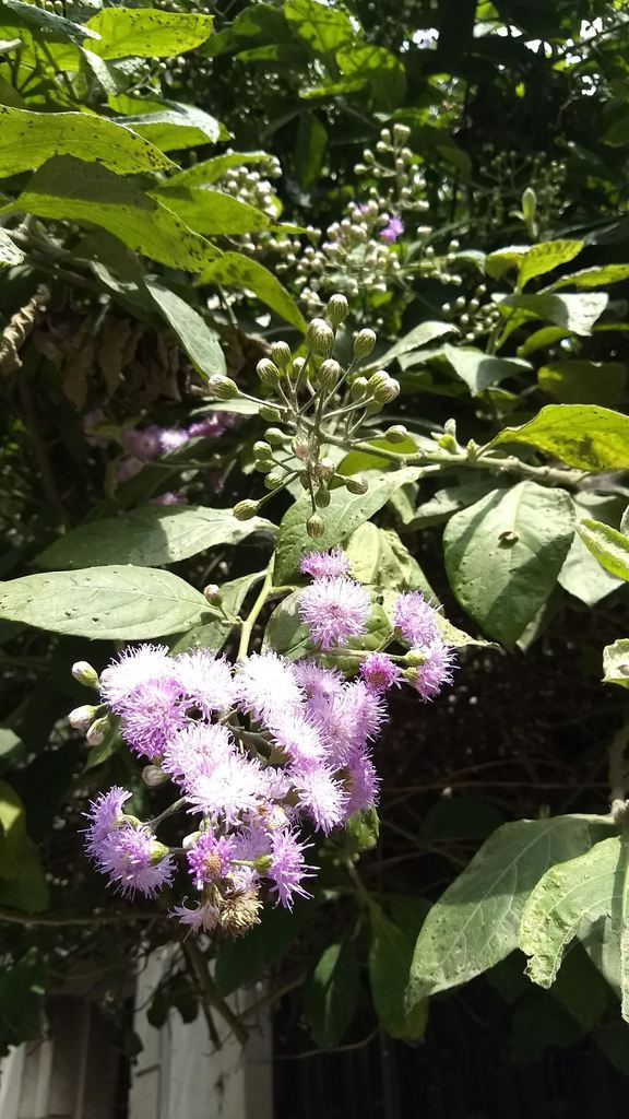Quechualia fulta from Rosario, Santa Fe, Argentina on September 12 ...