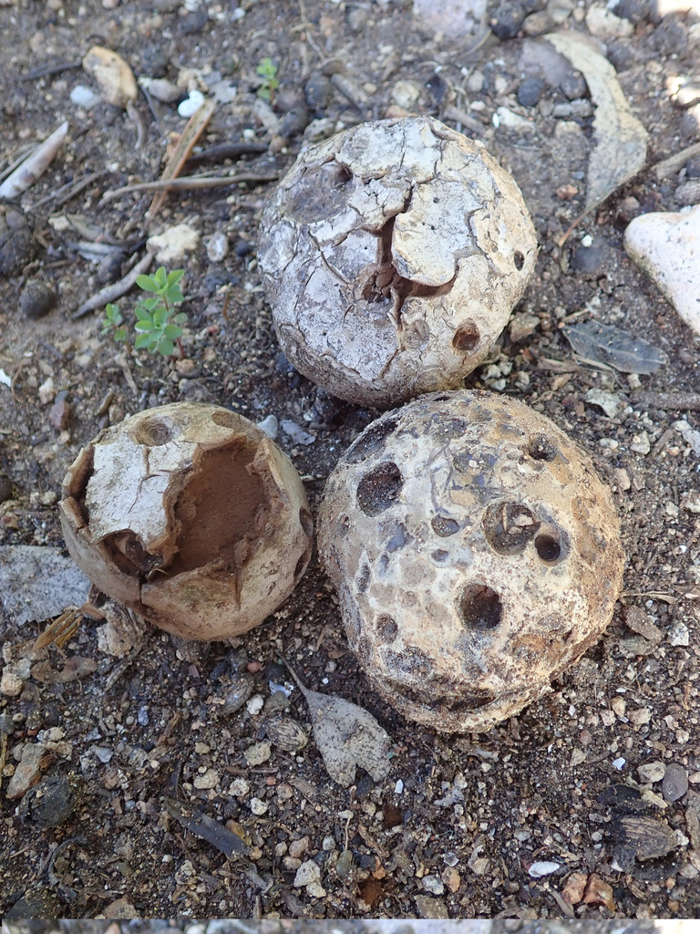 Corkstar Puffball from Tierrasanta, San Diego, San Diego Co ...
