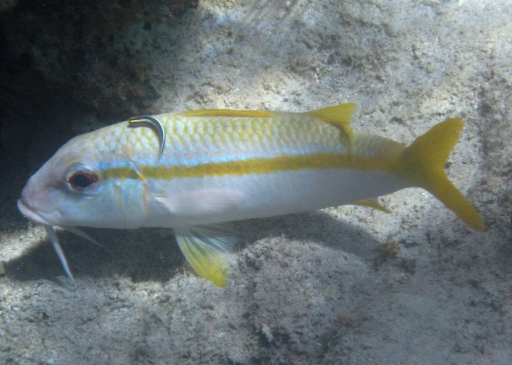 Yellow Goatfish (Mulloidichthys martinicus) - Marine Life Identification