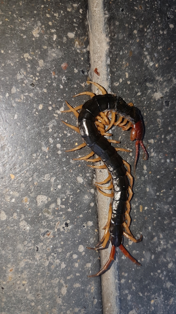Chinese Red-headed Centipede from Kyoto on May 9, 2018 at 11:32 AM by ...