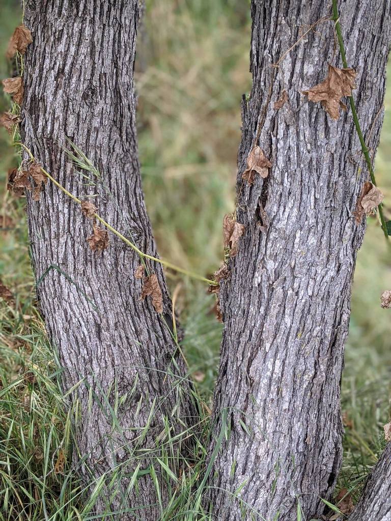Torrey's Hybrid Oak (Quercus × acutidens) - Botanical Realm
