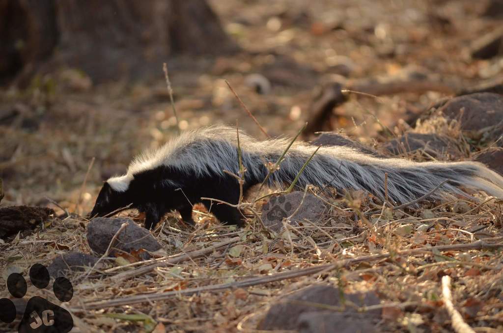 Hooded Skunk from Quilamula, Mor., México on February 20, 2014 at 07:02 ...