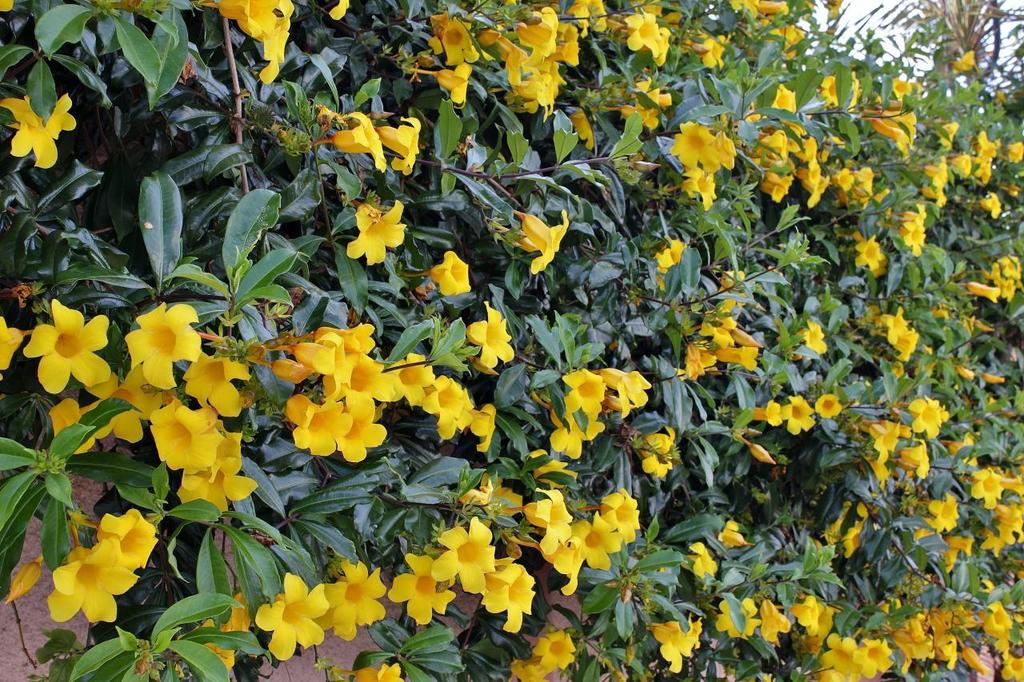 Golden-trumpet (Flora Singapore List A) · iNaturalist