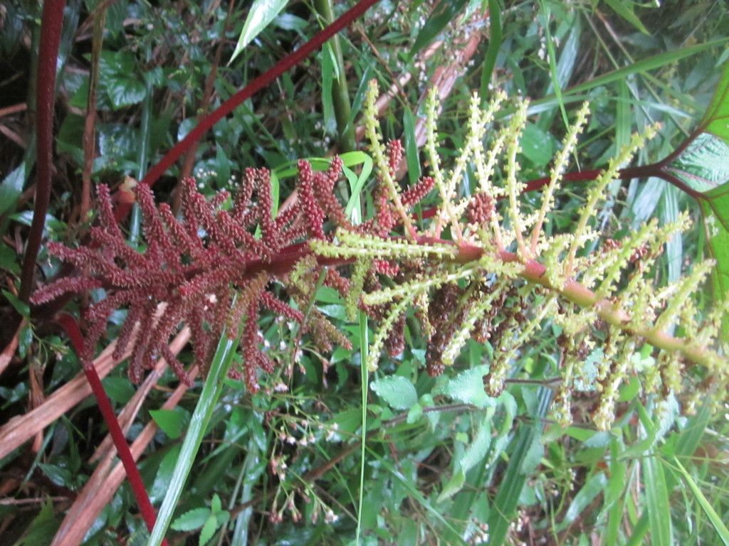 Gunnera macrophylla (Mt. Pulag Biodiversity) · iNaturalist