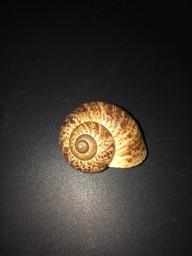 Genus Obba · iNaturalist