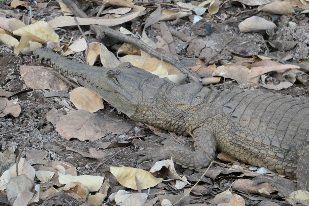 Freshwater Crocodile from Buchanan NT 0852, Australia on September 21 ...